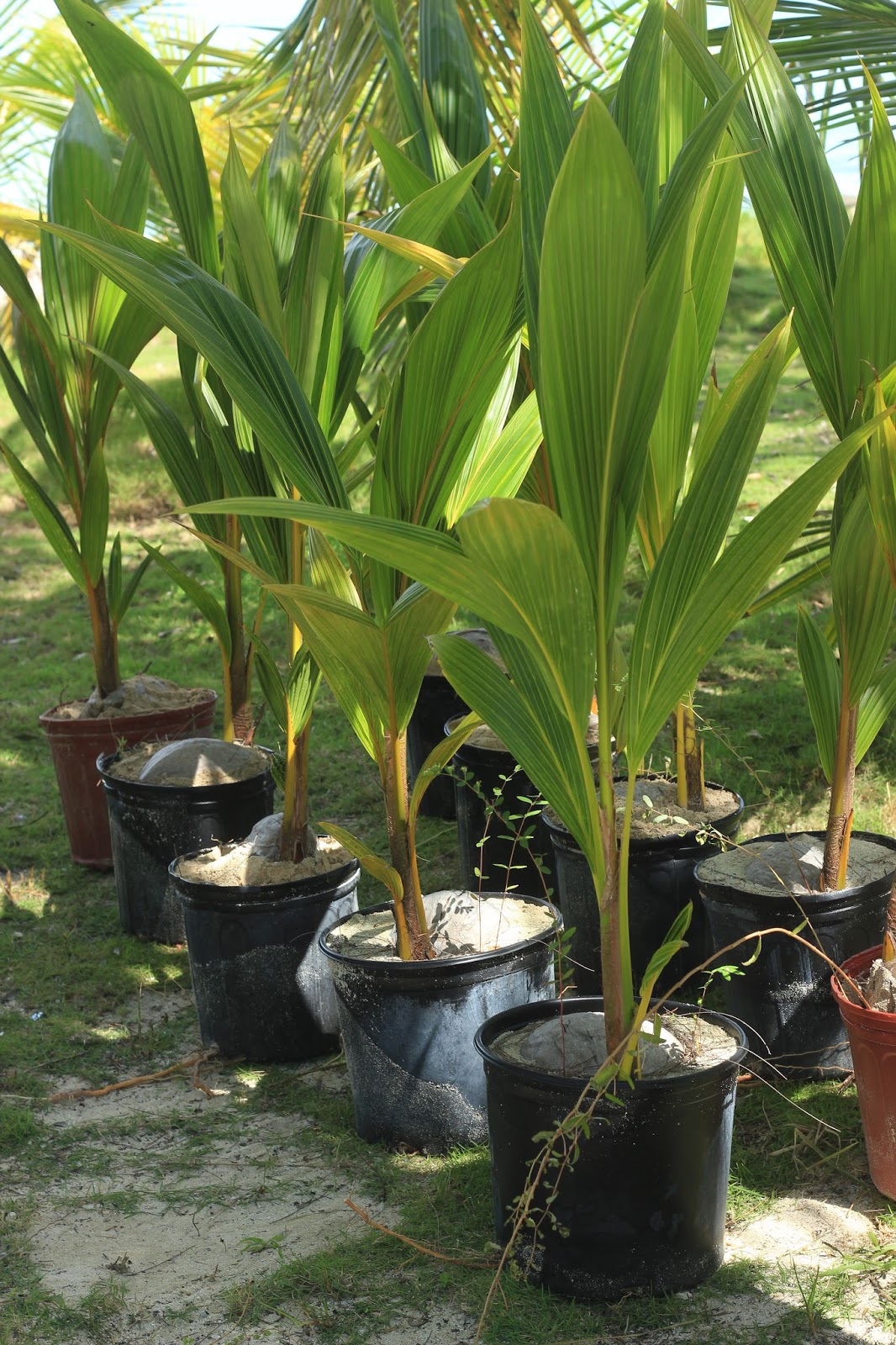 Small Hope Bay Lodge Andros Island Bahamas: Our Coconut Farm and Garden