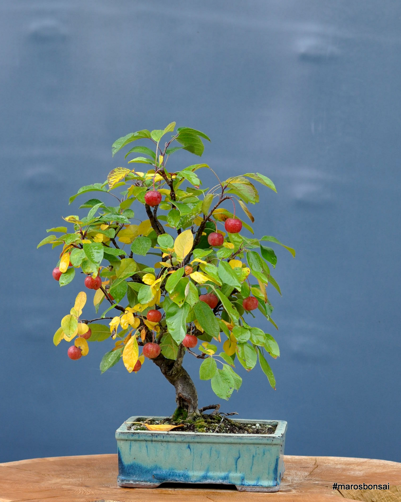 Raspberry Bonsai