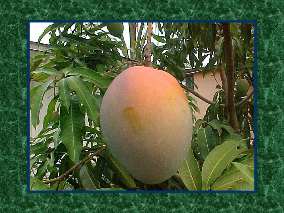 Spreebird-Trend and Culture: MANGO (National Fruit Of Pakistan)