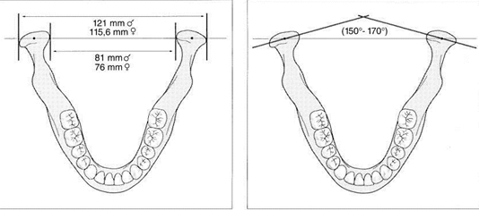 hiphoplife: mandibular condyle distance