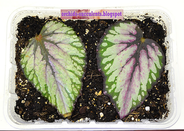 Begonia rex ‘Salsa’ [Μπιγκόνια η ρεξ ποικ. Σάλσα] | Ορχιδέες και Παχύφυτα