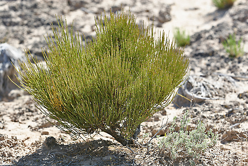 Flora de Baja California: CHAPARRAL