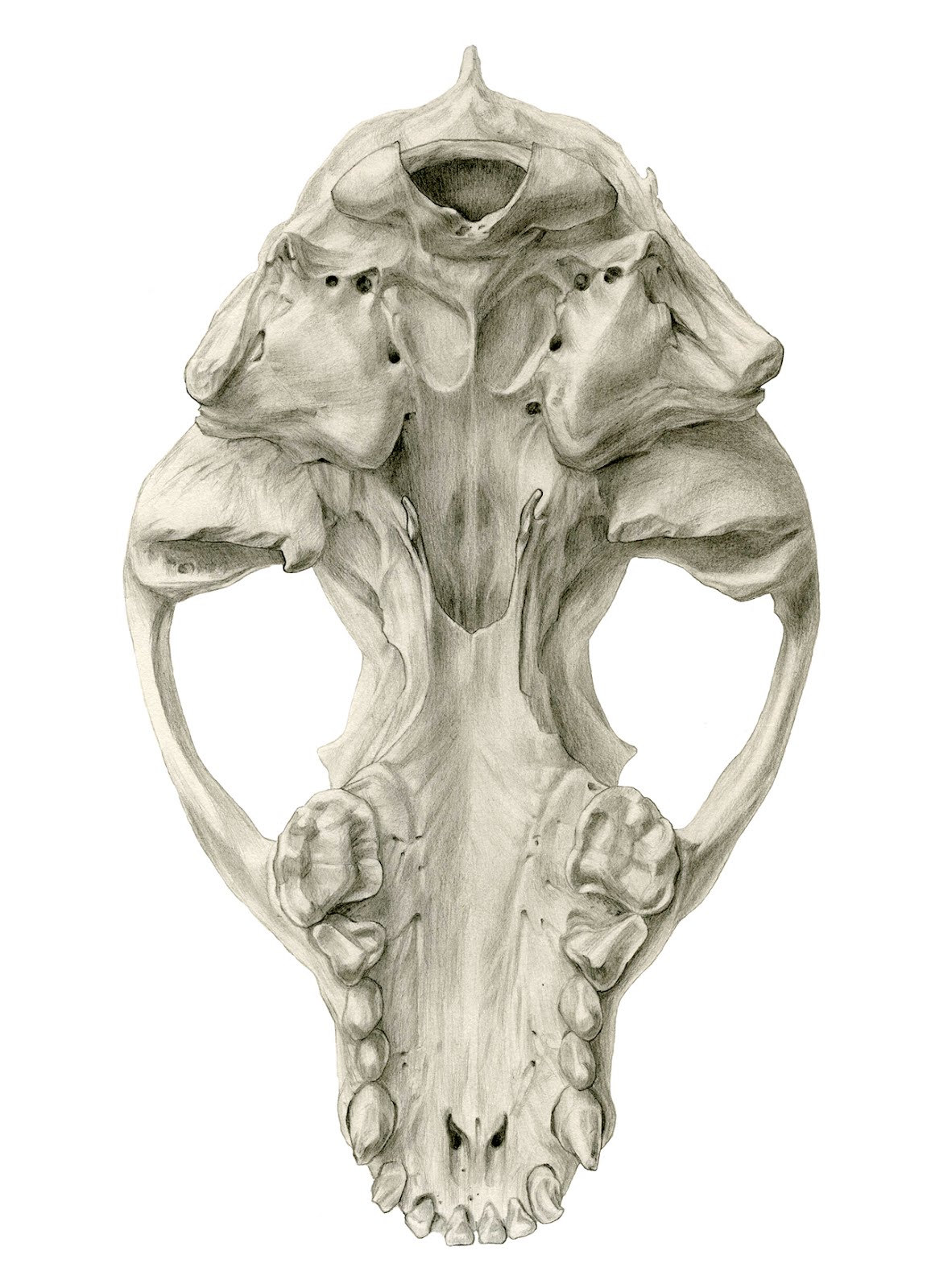 Badger skull - Jurre Blom