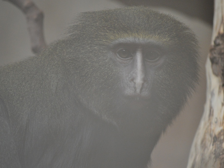ZOOTOGRAFIANDO (6.100 ANIMALS): CERCOPITECO DE CARA DE BÚHO / OWL FACED ...