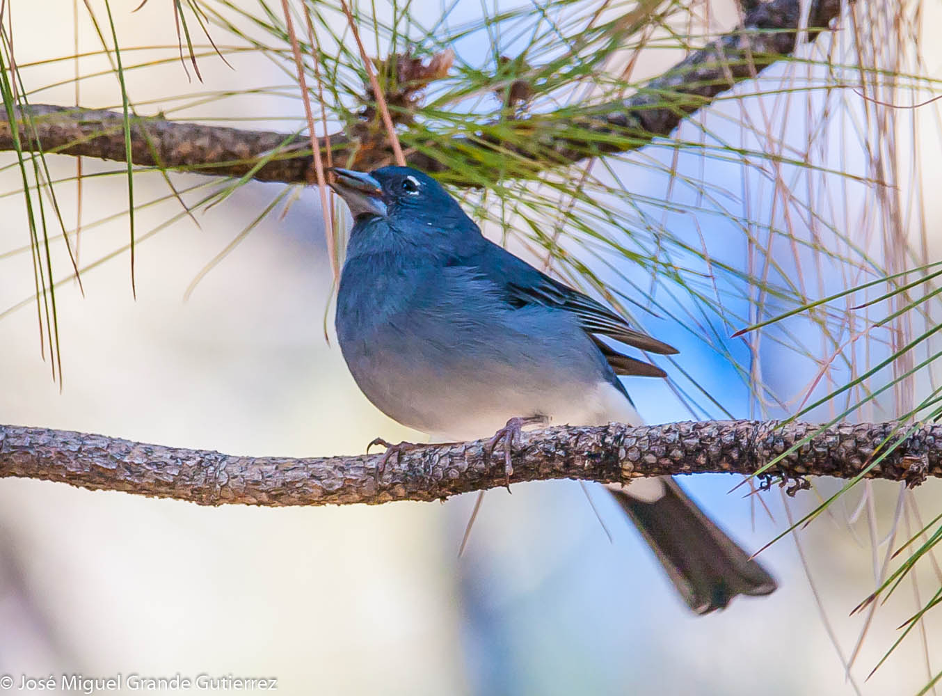 AVECEDARIO2016-UN MUNDO MARAVILLOSO: Pinzón Azul del Teide- Fringilla ...