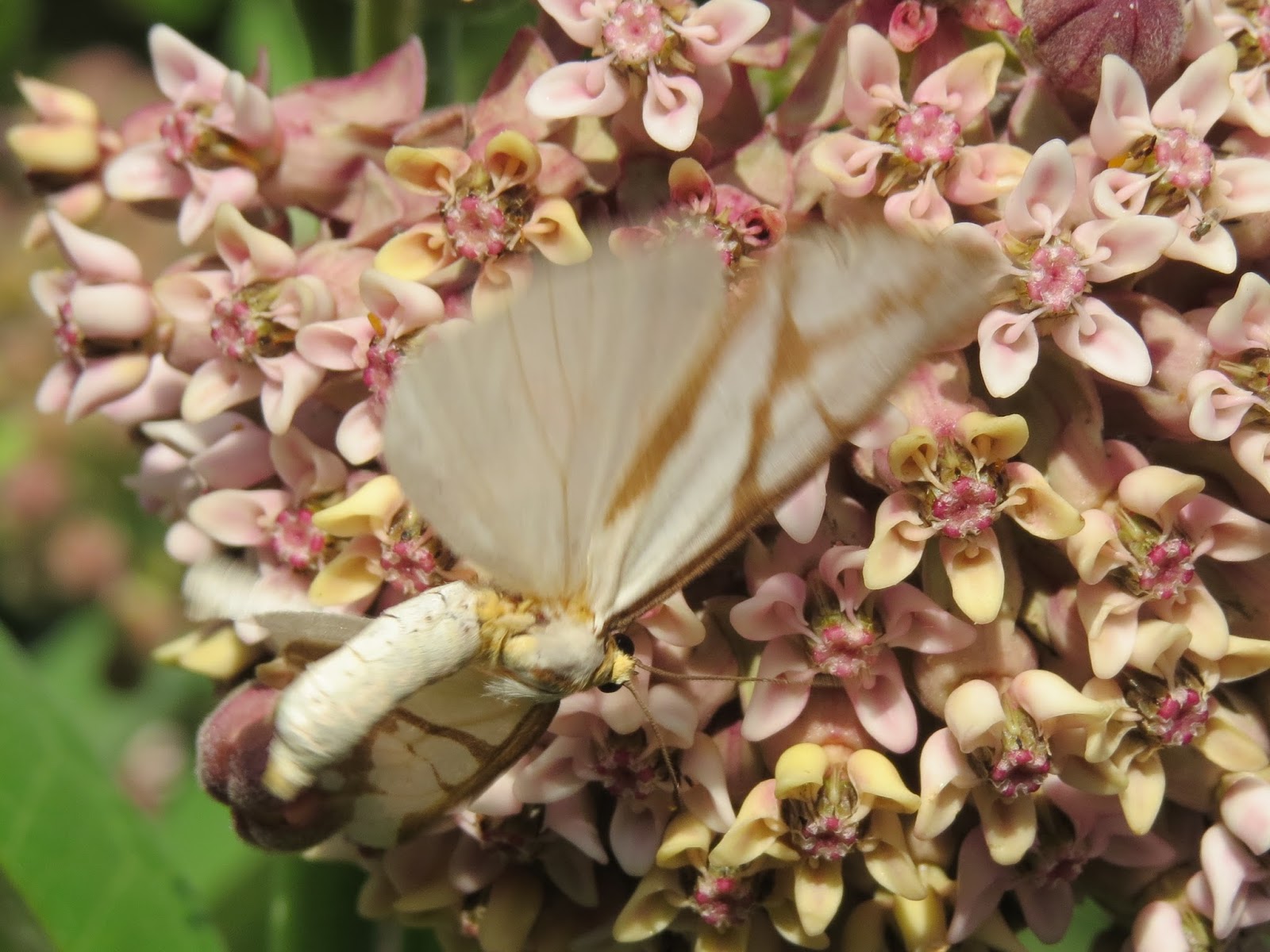 Blue Jay Barrens: Milkweed Catches Moth