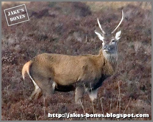 My spiker red deer skulls (part 2) : Jake's Bones