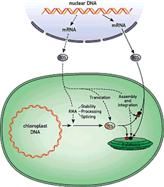 Plant Life: Chloroplast DNA