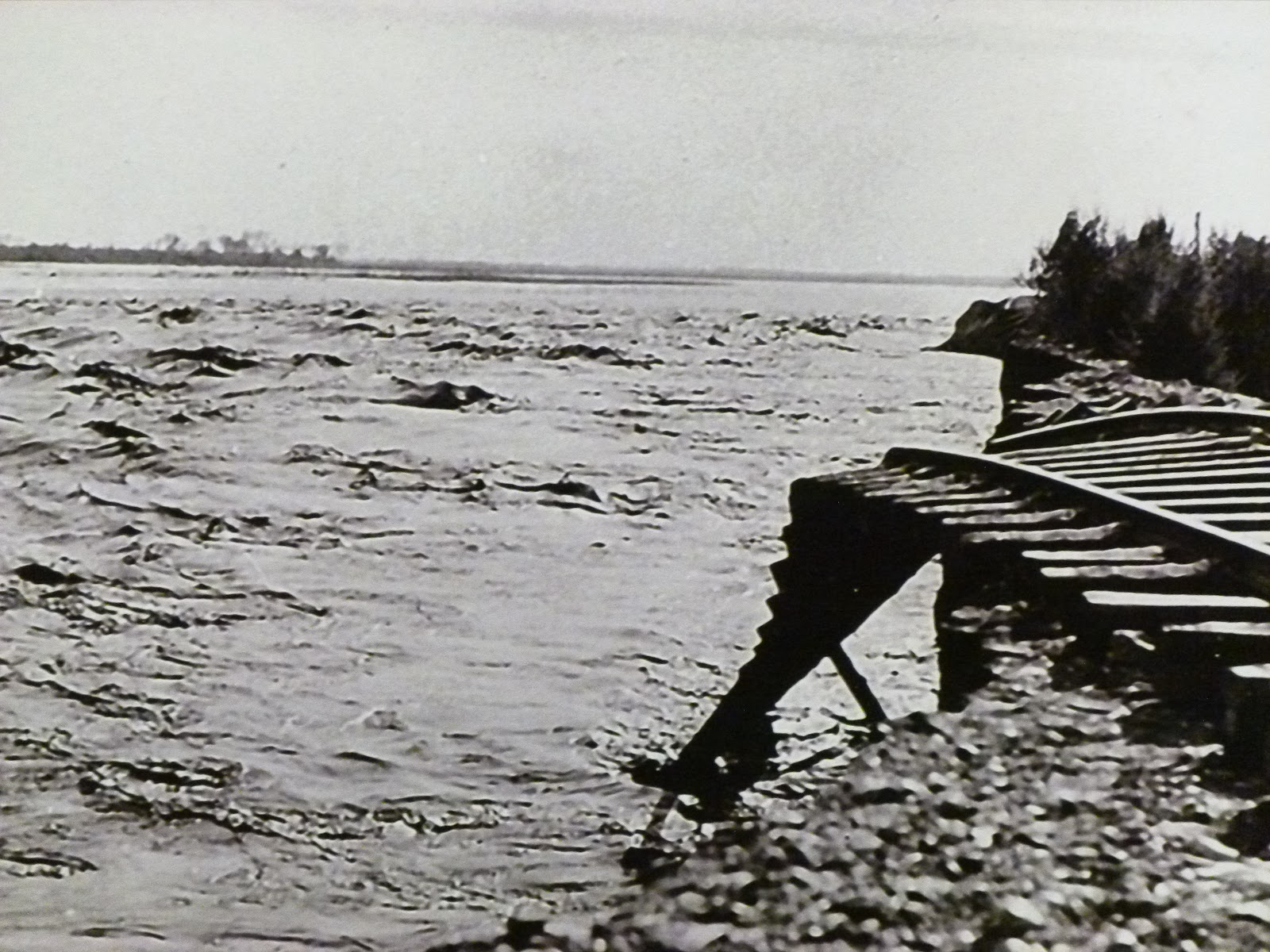 College of DuPage-Borrego Springs Field Trip: Birds of the Salton Sea ...