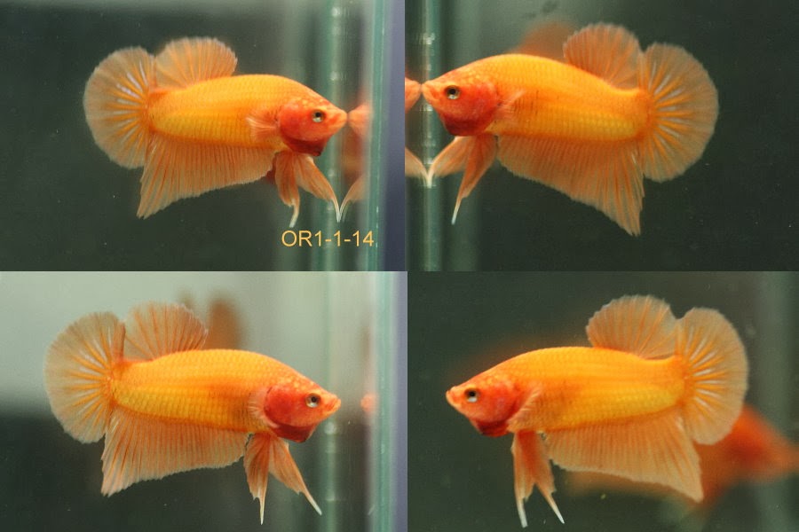 Bettazone: Betta of the week : Orange