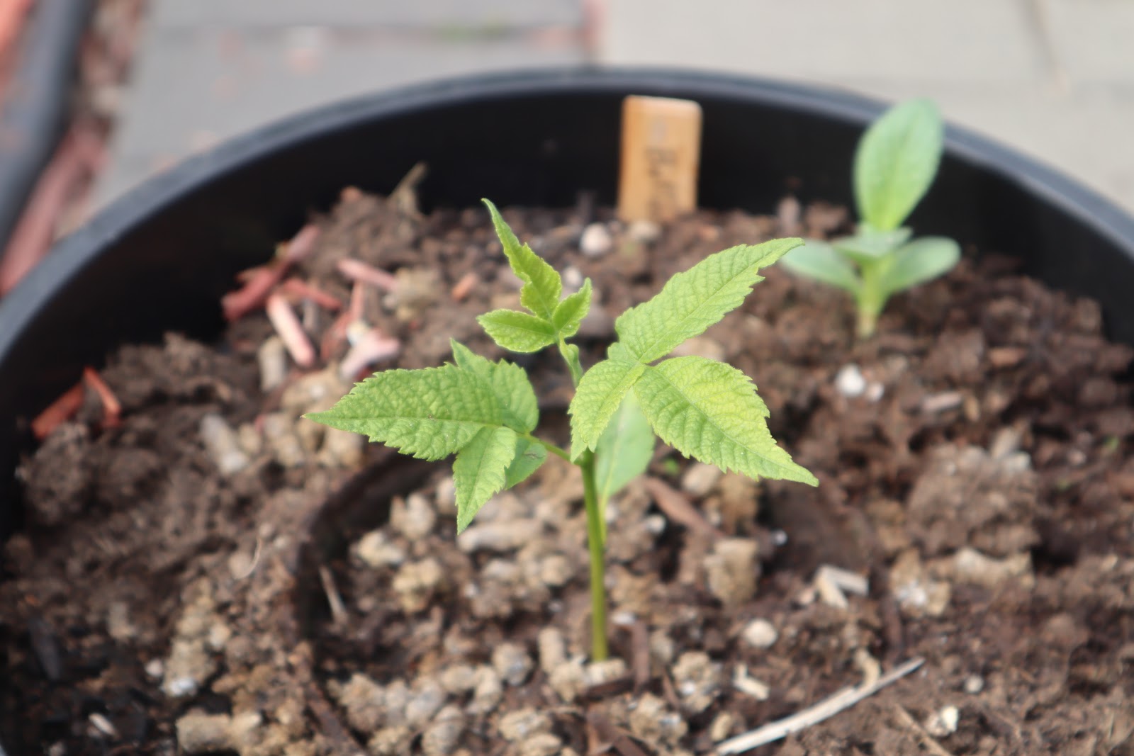 David's Blog: Butternut Trees Sprouting
