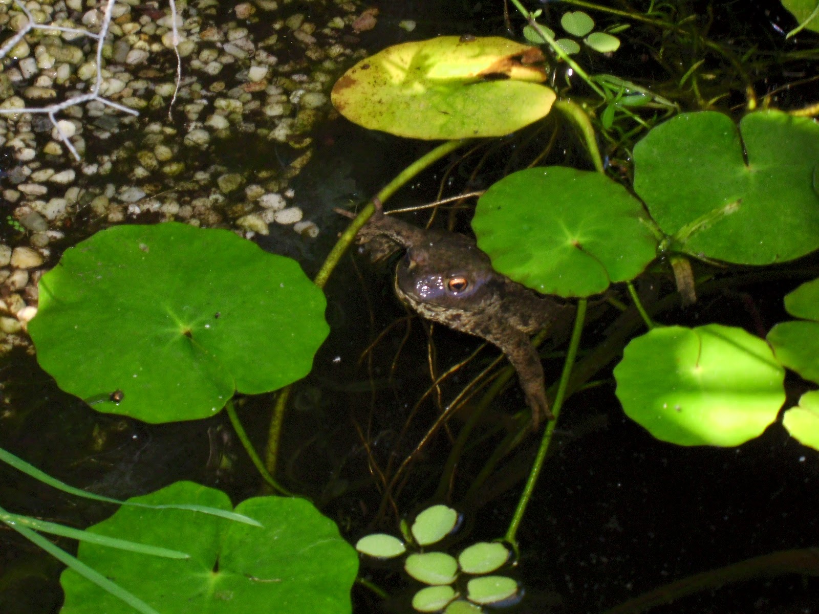 Het paradijsje van Jane: Dier #2: De pad (Bufo Bufo)