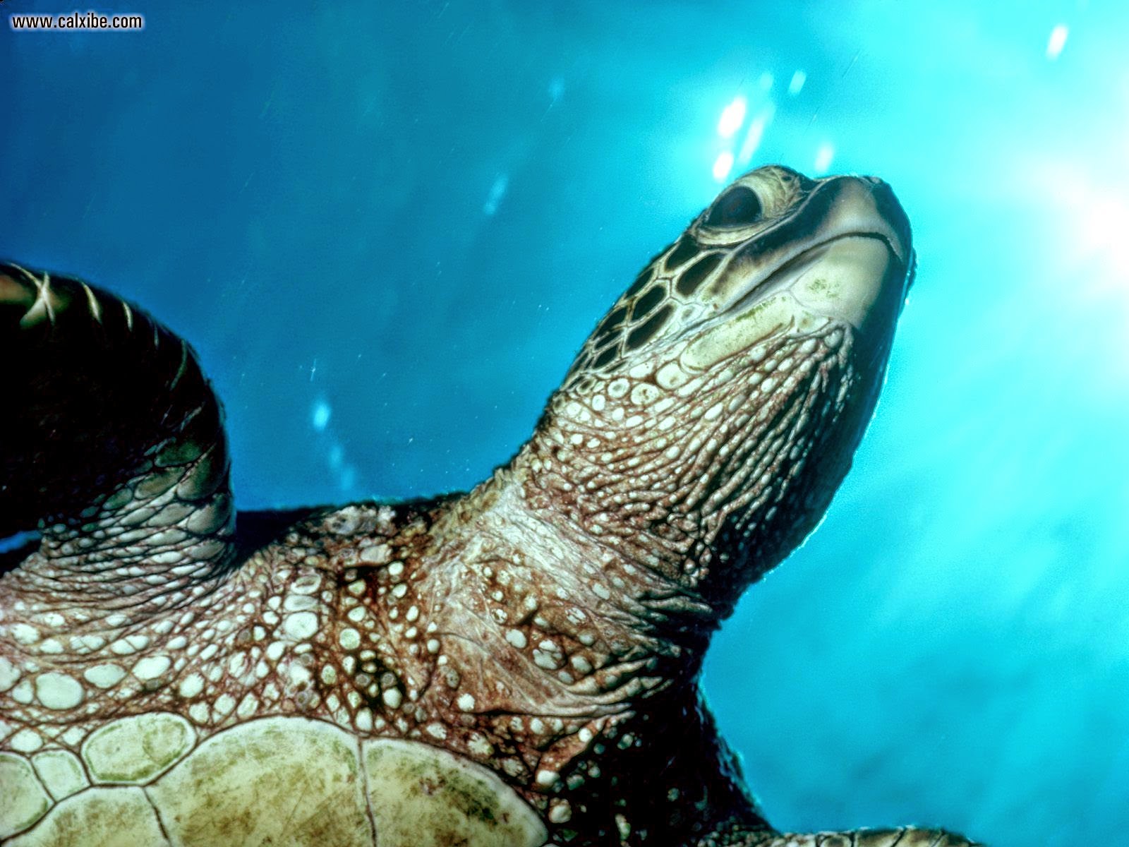 Sea Turtle - HD Wallpapers | Earth Blog