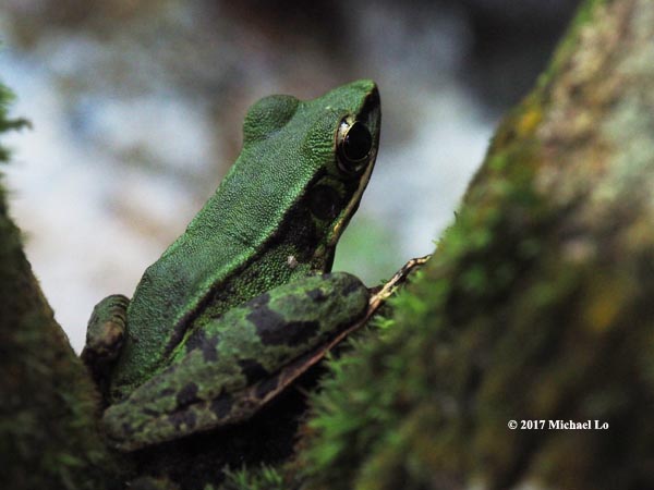 The rainforests of Borneo & Southeast Asia: Sandstone mountain of ...