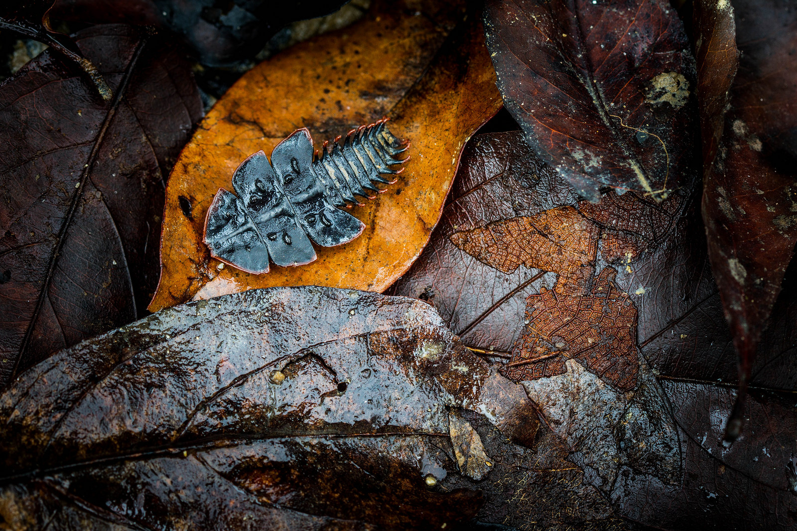 Real Monstrosities: Trilobite Beetle