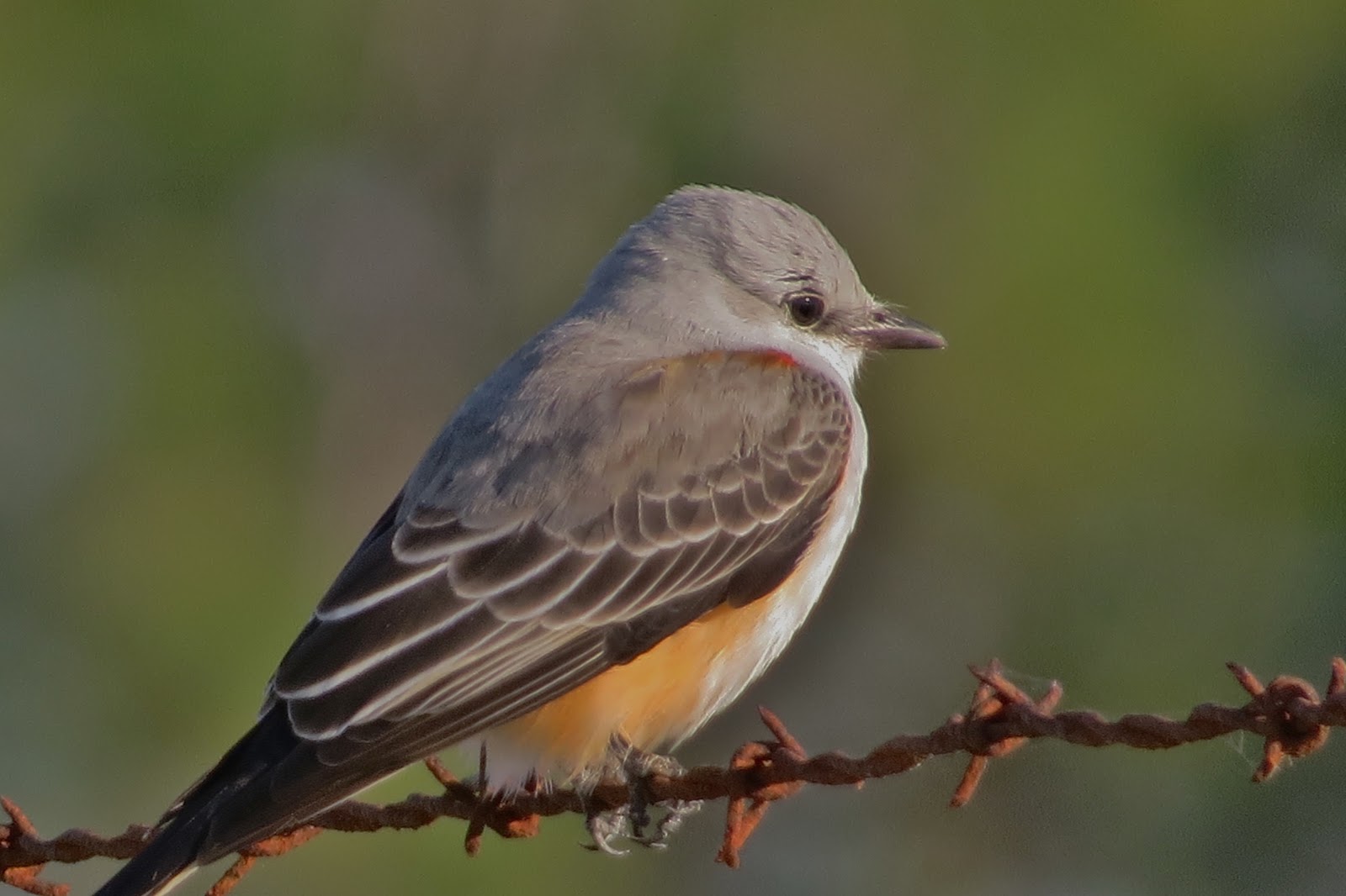Florida Suncoast Birding: Scissor-tailed Flycatcher