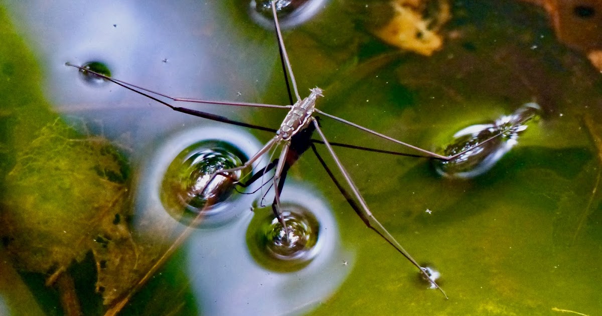 My Travels, My Life: Jesus Bug Meets its End