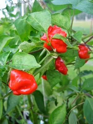 Två sorters chili: Köpta chilisorter