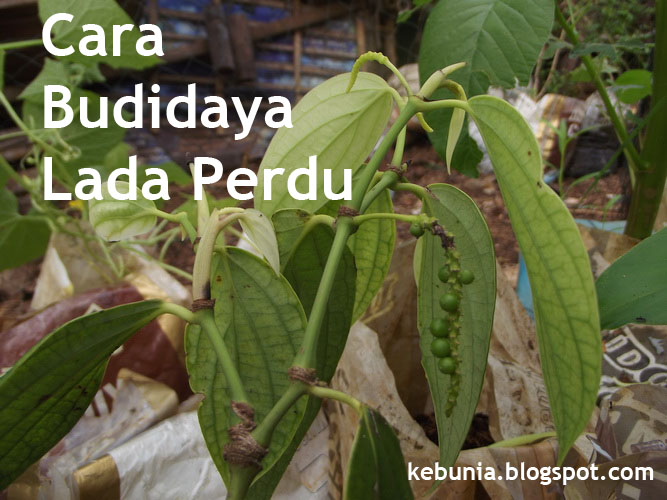 Kebun Mania Bertanam Tak Harus Di Tanah: Peluang Bisnis Budidaya Lada ...