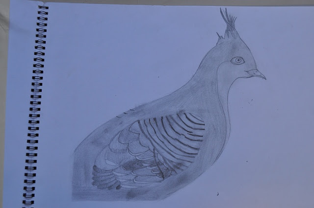 I teach art: Pencil Bird Drawings