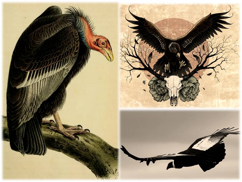 CHAMANES DEL MUNDO: EL BUITRE, El CONDOR, TÓTEM Y MEDICINA (PARTE PRIMERA)