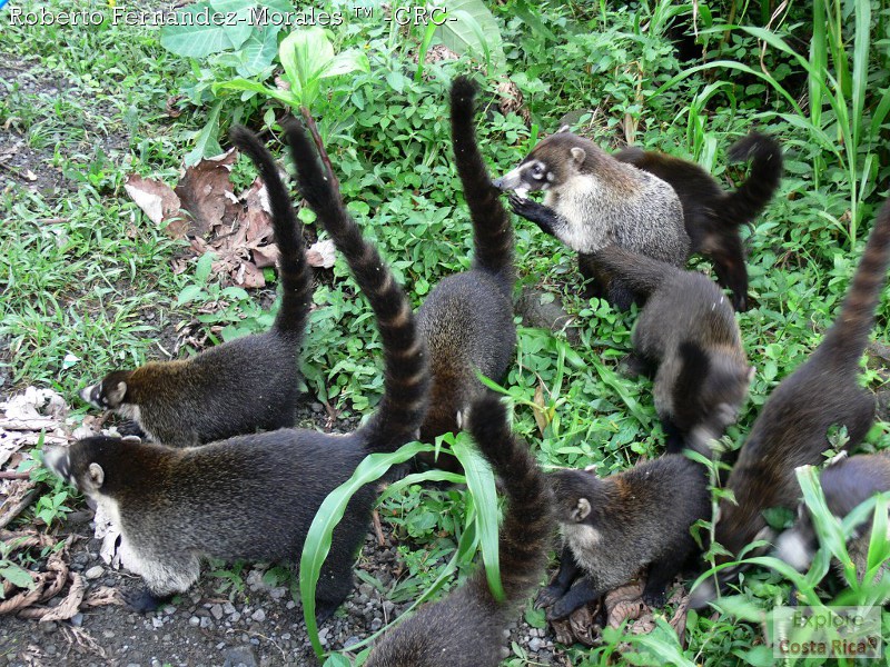 La Fortuna de San Carlos y Parque Nacional Volcán Arenal | Explore ...