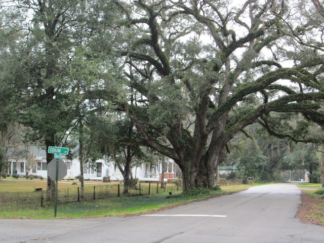 Lace up and Walk : A Walk Through Historic Lloyd, Florida