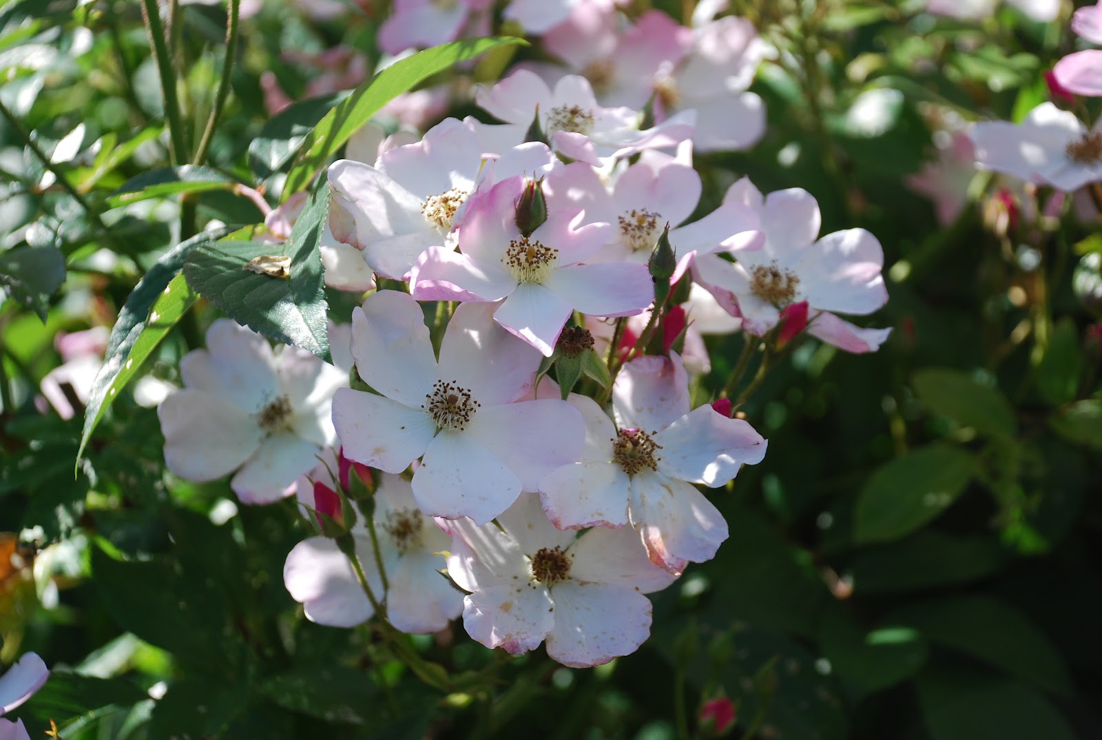 I never promised you a rose garden - Mina rosor : Lyda Rose