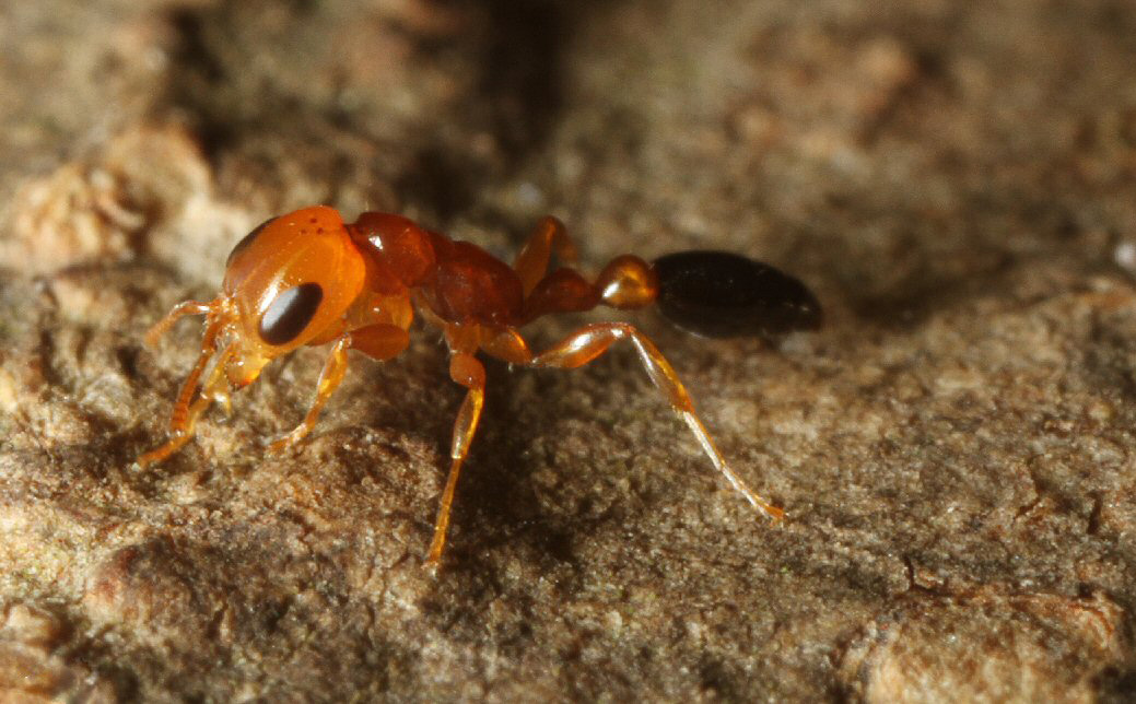 fourmis de Cuba- Hormigas de Cuba- Ants of Cuba: Pseudomyrmex pazosi