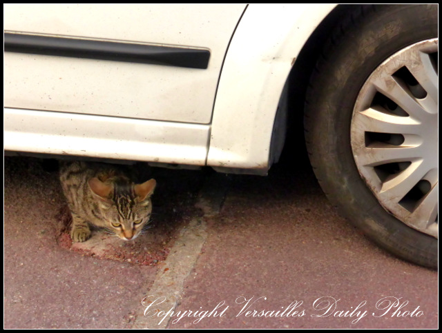 VersaillesDailyPhoto blog: Une rencontre brève... mais intense...