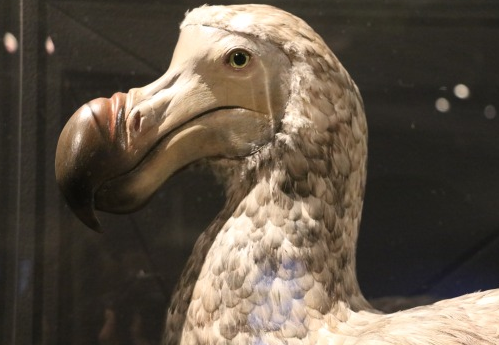 Mauritius Dodo, The Friendly Bird - Republic