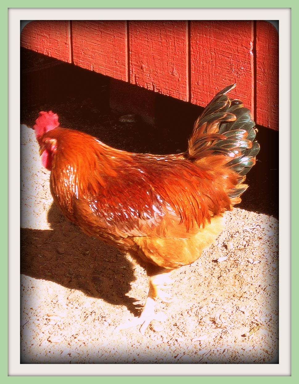 Wit's End Farm: The Roosters of Cluckinghen Palace!