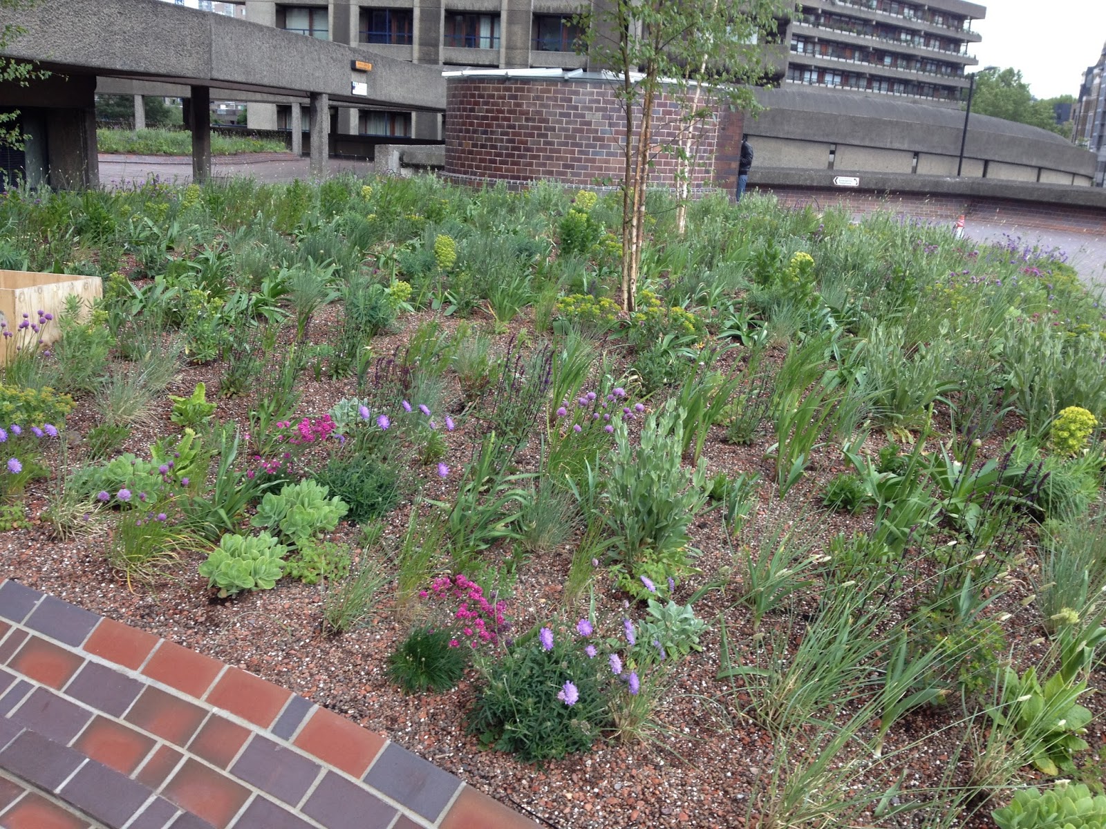 The Gardener's Eye: Nigel Dunnett's Roof Garden in the City of London