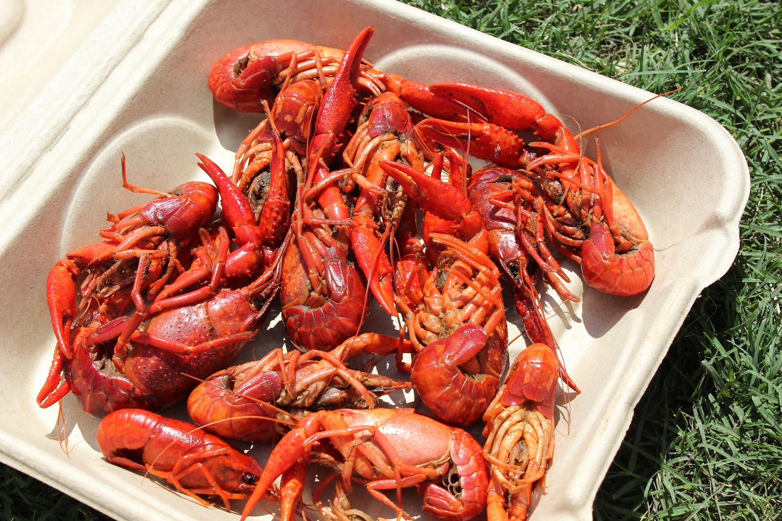 HopeAbound: Going Cajun!