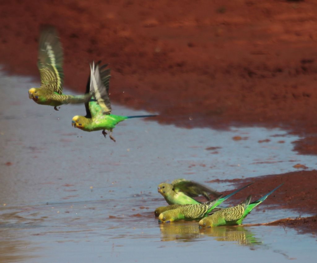 Richard Waring's Birds of Australia: Budgerigars at Arlparra
