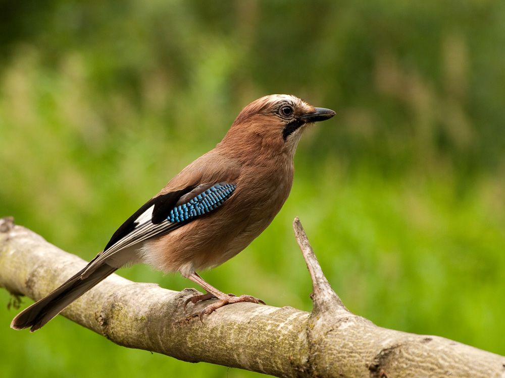 Animal planet: Els ocells del pati!