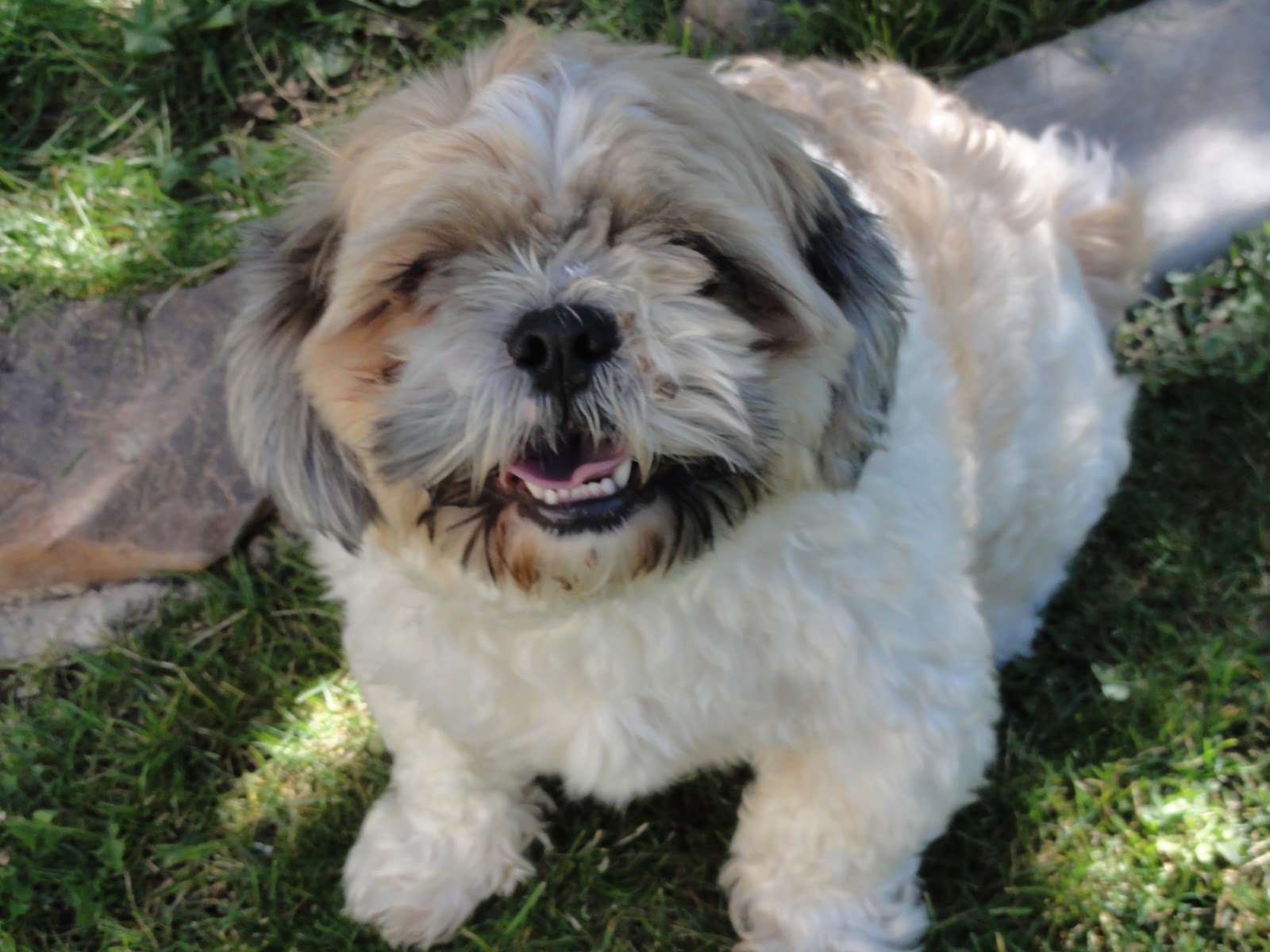 A Furever Home For Me