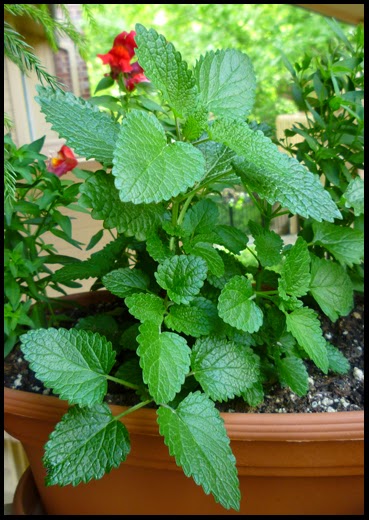 Patio of Pots: Growing Lemon Balm in Pots