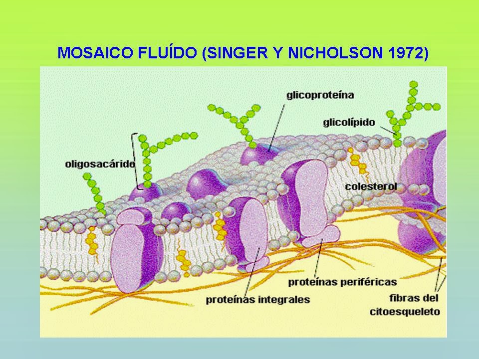La Célula: LA MEMBRANA PLASMÁTICA