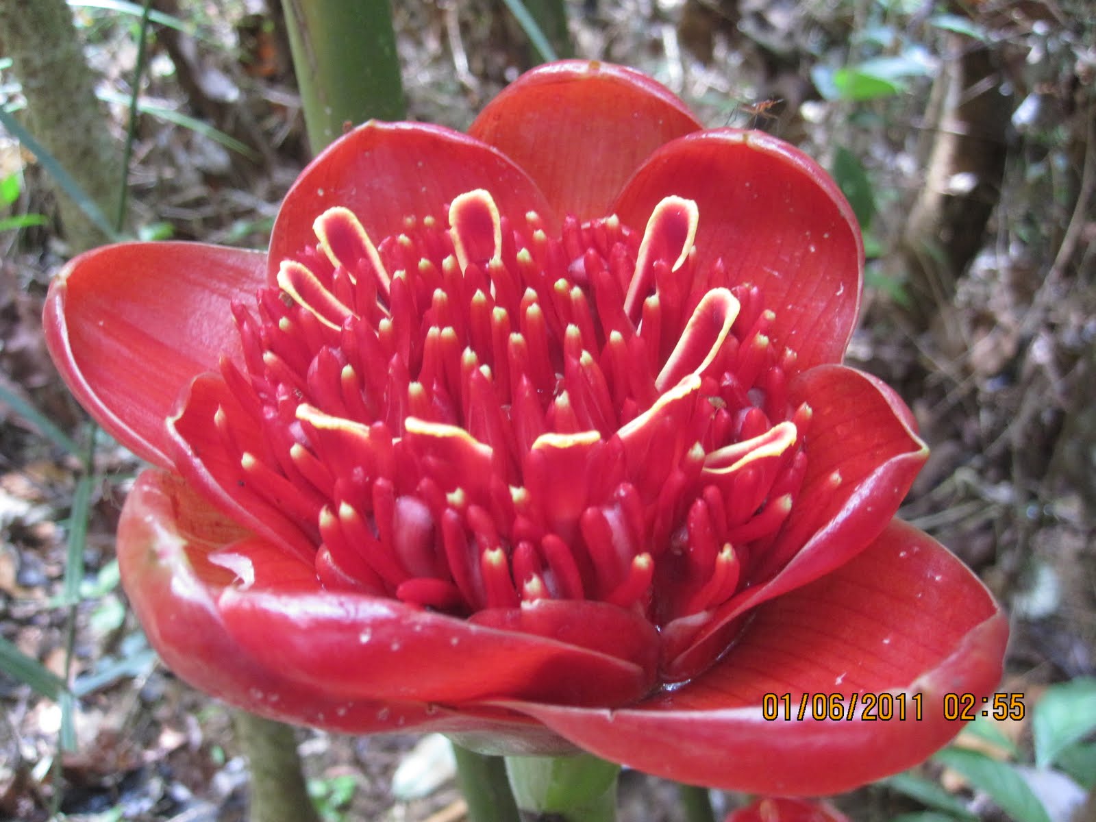 THE FORESTER: RAFFLESIA TERUS BERKEMBANG LAGI