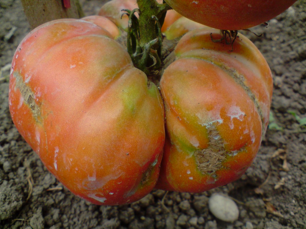 Gradinar iscusit: Rosii