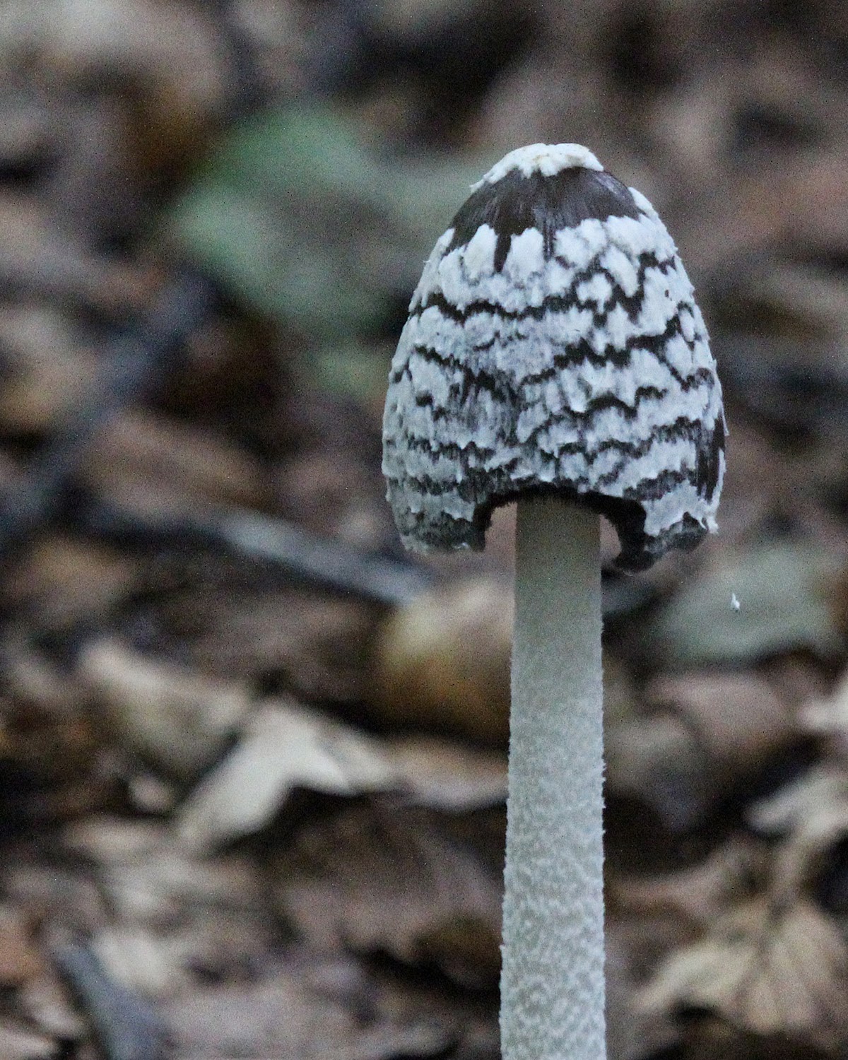 A Year Around Four Marks: 22nd September - Grey Skies, No Rain In My Eyes