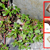 Amazing Purslane HEALTH BENEFITS and USES you SHOULD KNOW!
