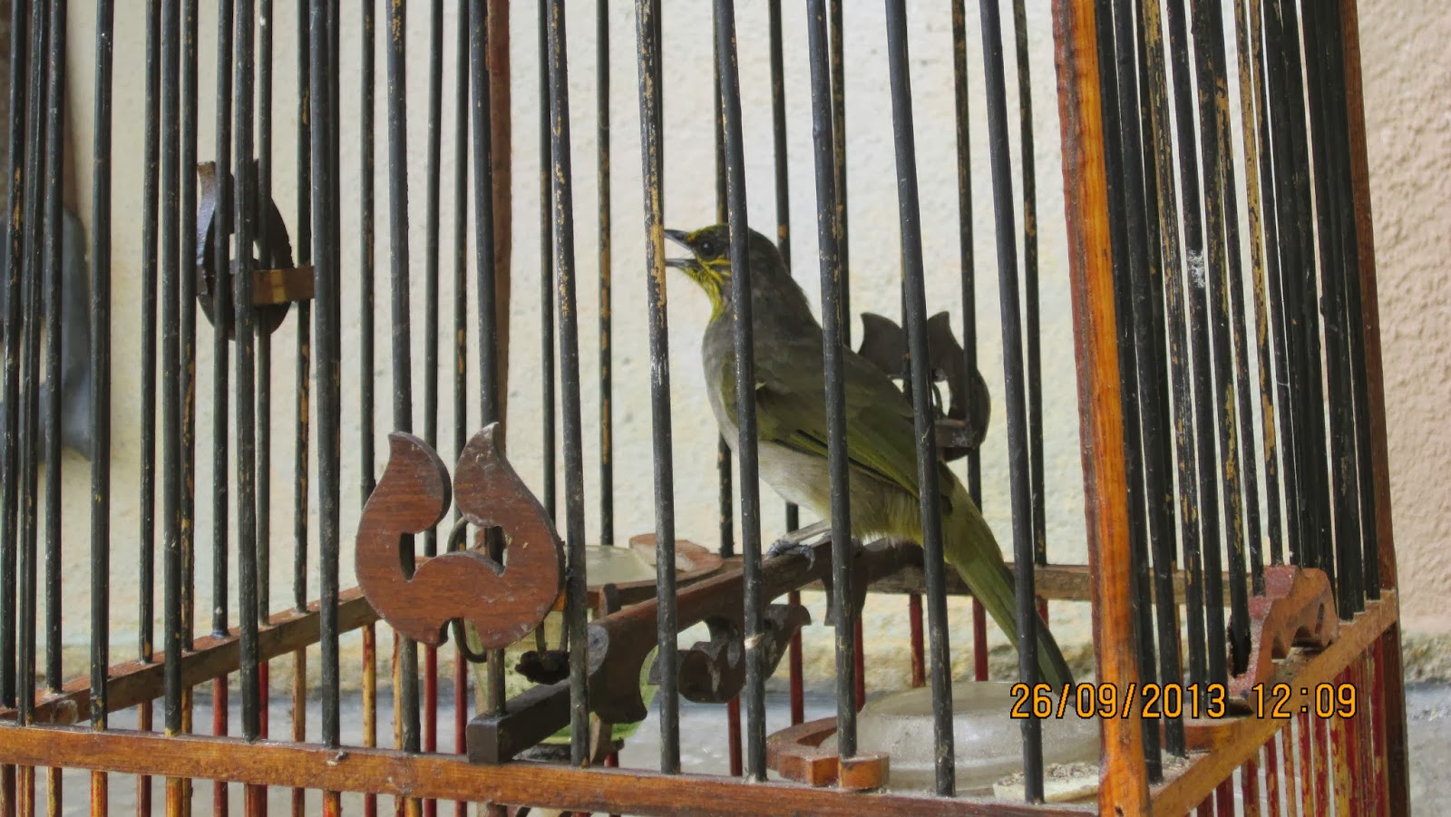 MERBAH LEKIR: PIKAT MERBAH LEKIR