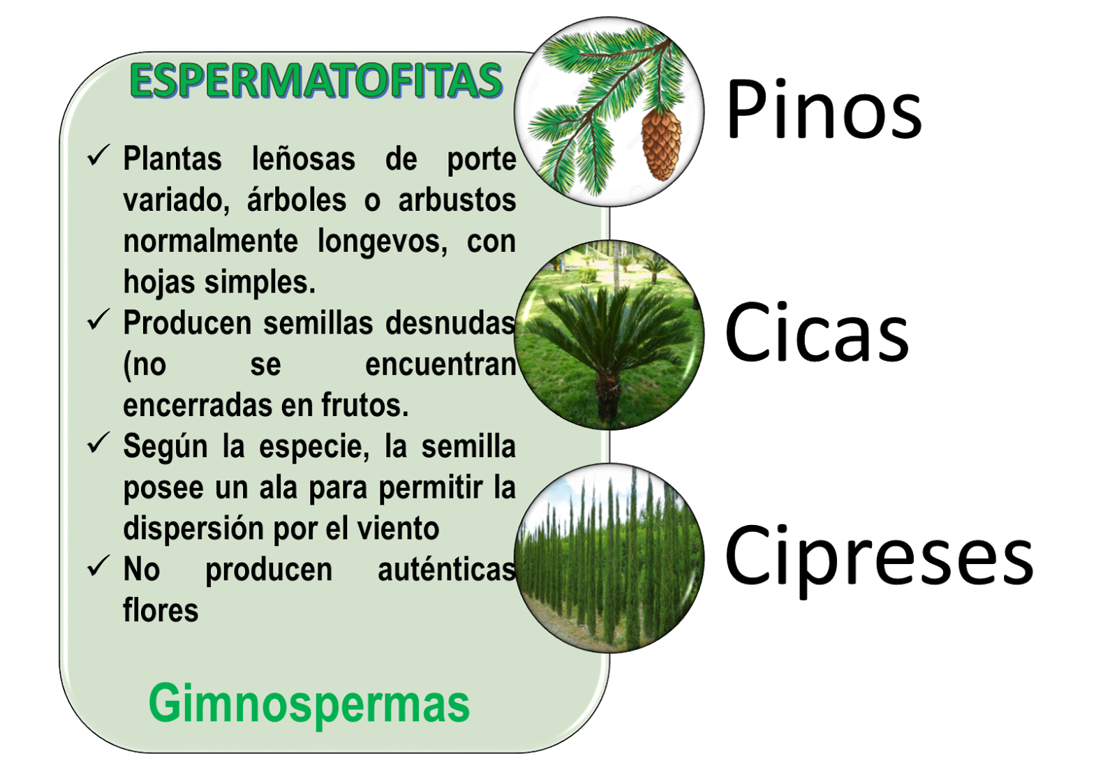 Universum Plantae La Reproduccin En Plantas Gimnospermas