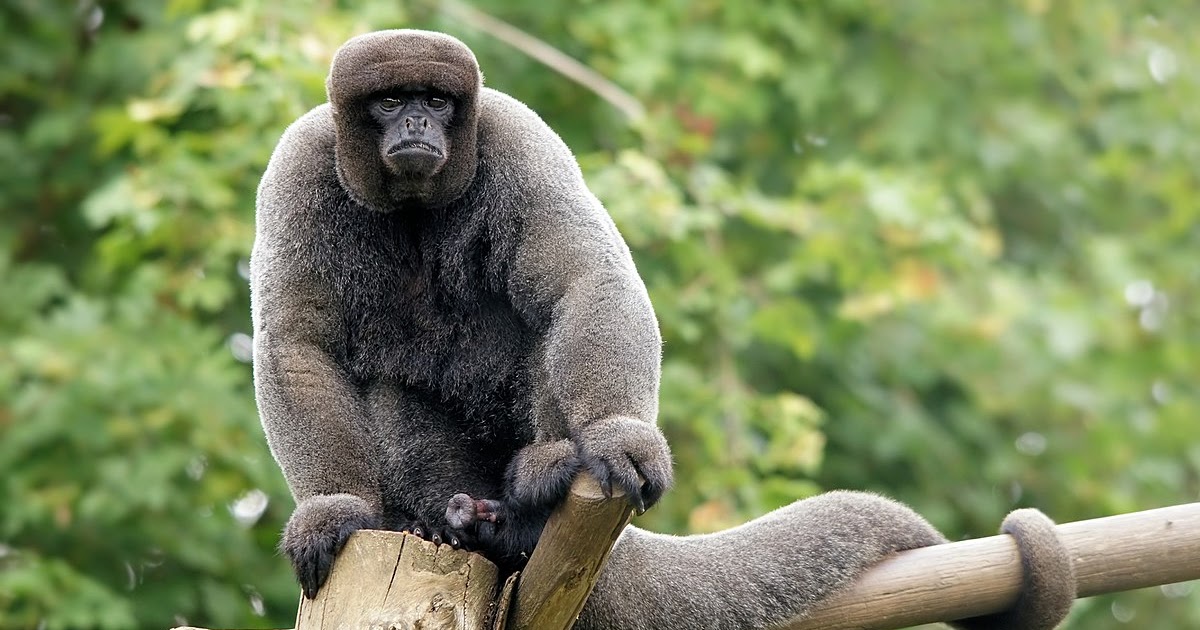 Macaco Barrigudo (Lagothrix lagotricha) ~ Klima Naturali™