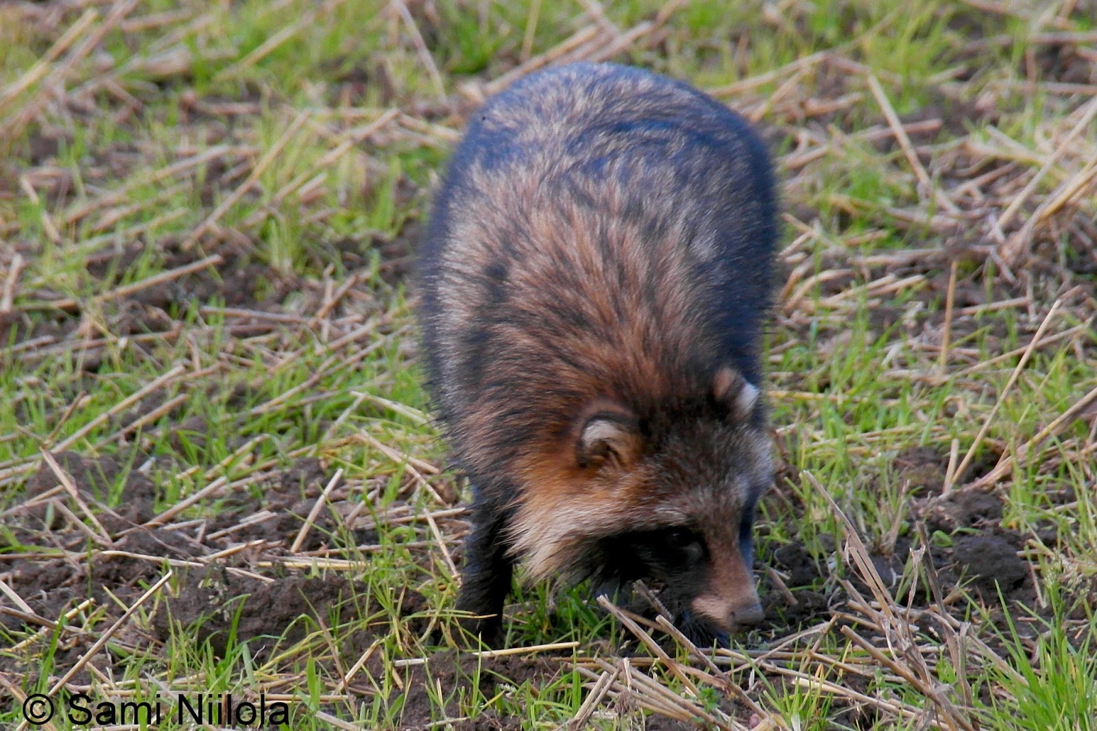 Samin luontokuvia nature photos: SUPIKOIRA