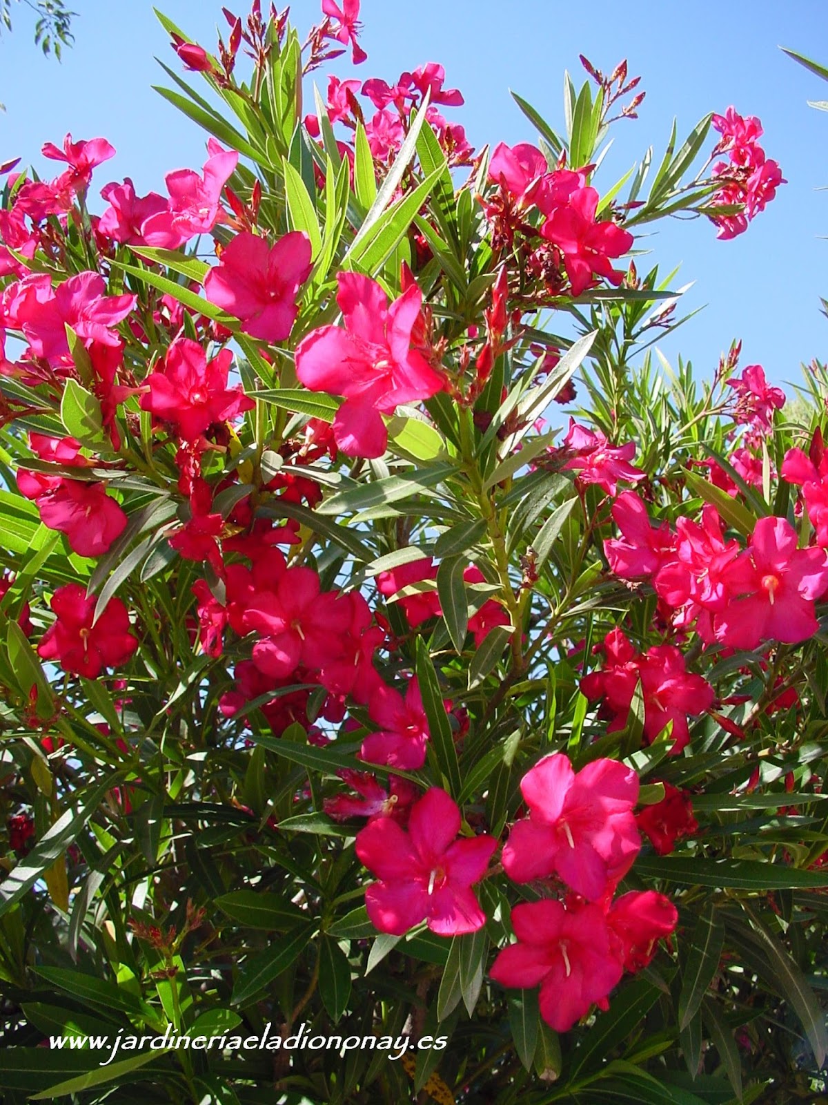 Jardineria Eladio Nonay: NERIUM OLEANDER O ADELFA (Jardinería Eladio Nonay)