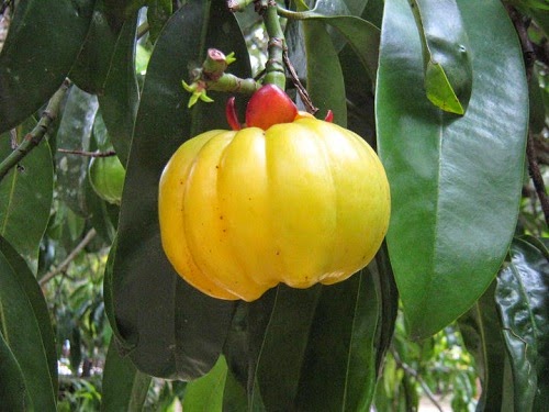 EKOGEO: TANAMAN PERTANIAN BUAH-BUAHAN DI INDONESIA (BAGIAN 4)