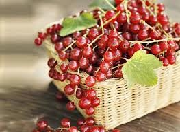 Prirodni sok od crvene ribizle